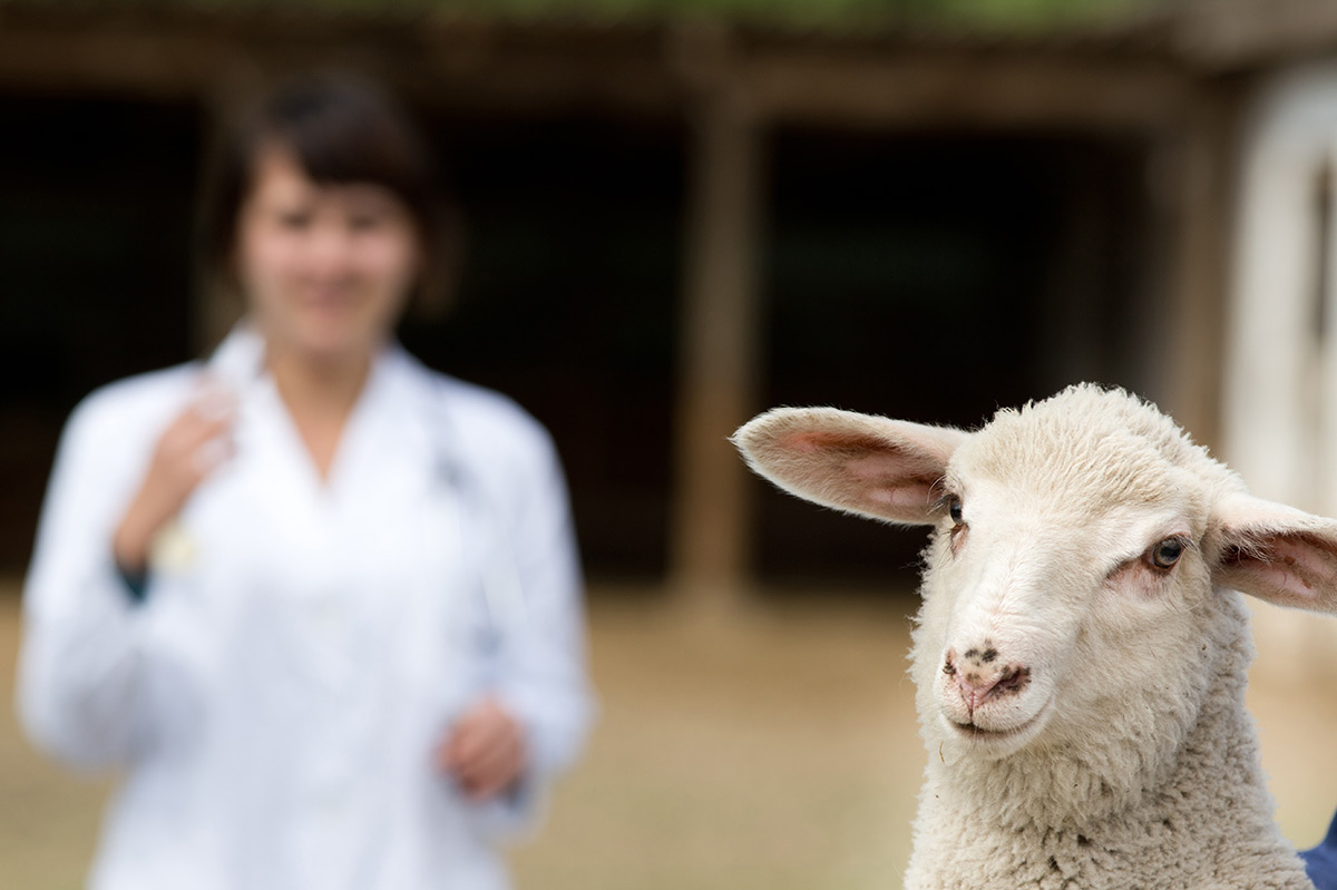 Veterinary Oversight – University of Pittsburgh Center for Preclinical ...