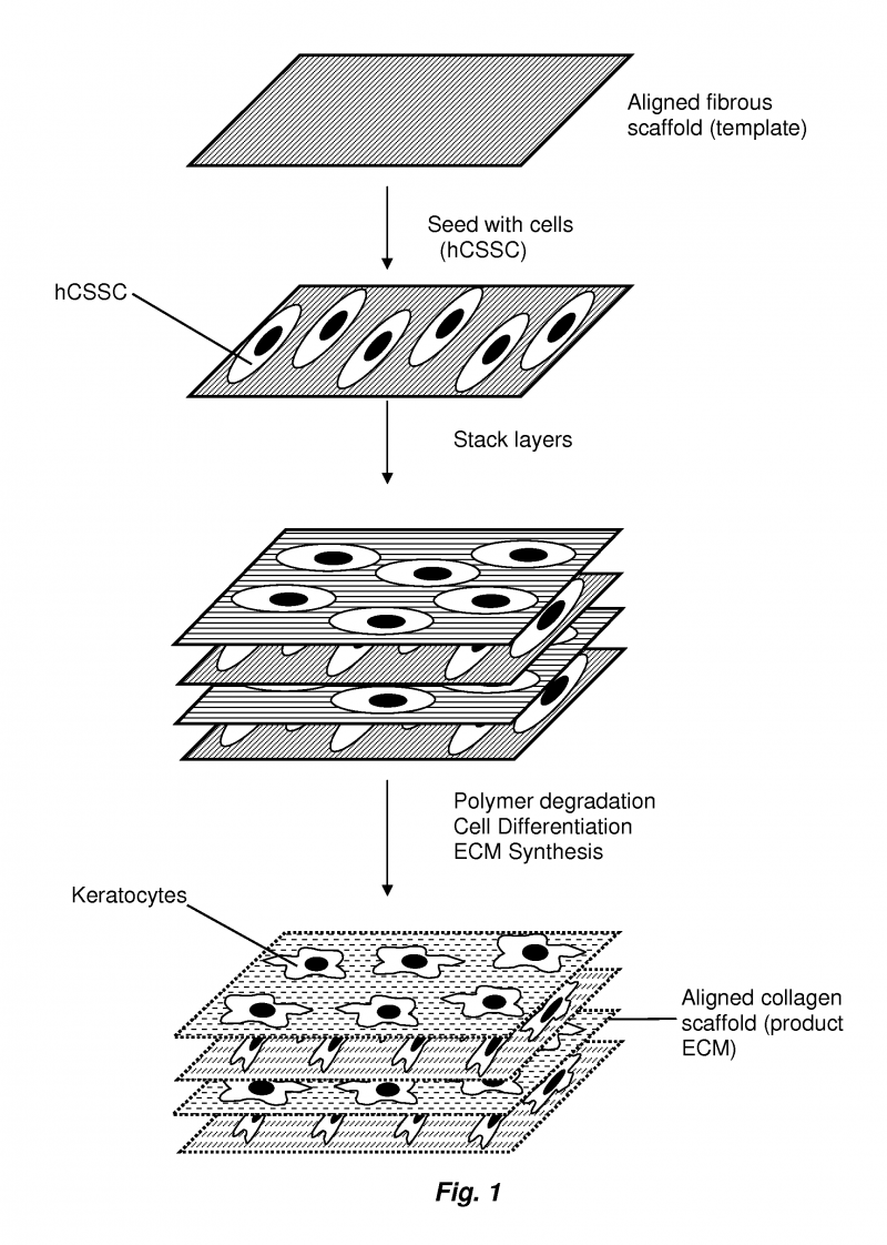 Bioengineered Human Corneal Stromal Tissue (2) – The McGowan Institute ...