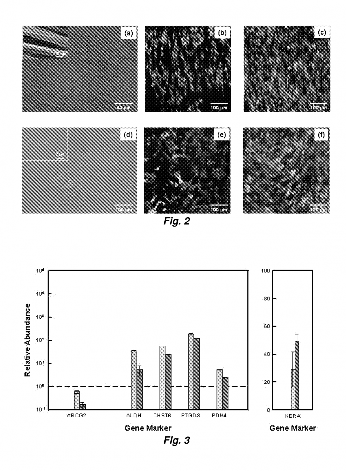 Bioengineered Human Corneal Stromal Tissue (2) – The McGowan Institute ...