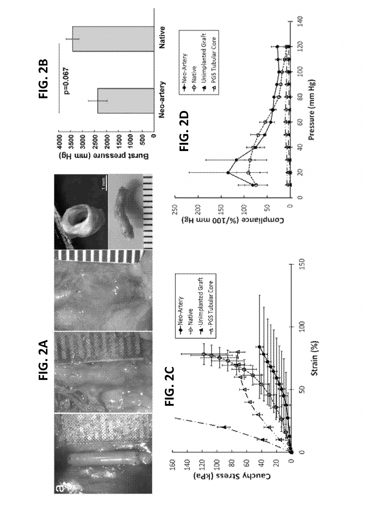 Biodegradable Vascular Grafts – The McGowan Institute of Regenerative ...