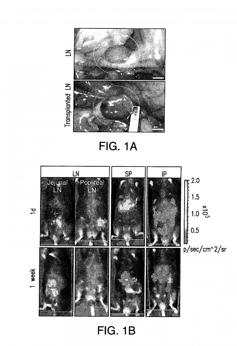 Lymph Node As A Site For Transplantation, Organogenesis And Function ...
