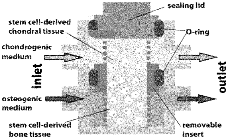 Organ chip to model mammalian joint – The McGowan Institute of ...